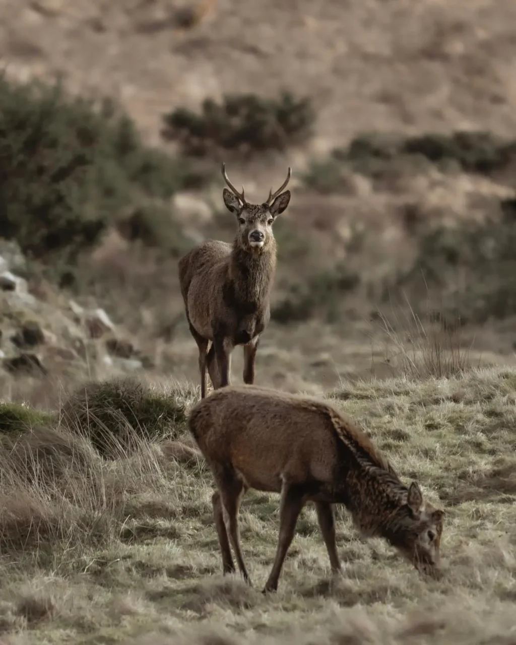 The Scottish Venison Company – Ethical, sustainable Wild Scottish ...